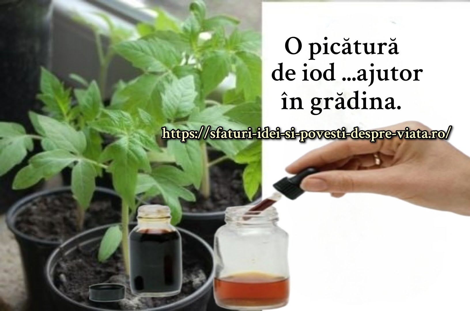 O picătură de iod și nu mi-am recunoscut grădina! - Explorări și învățături