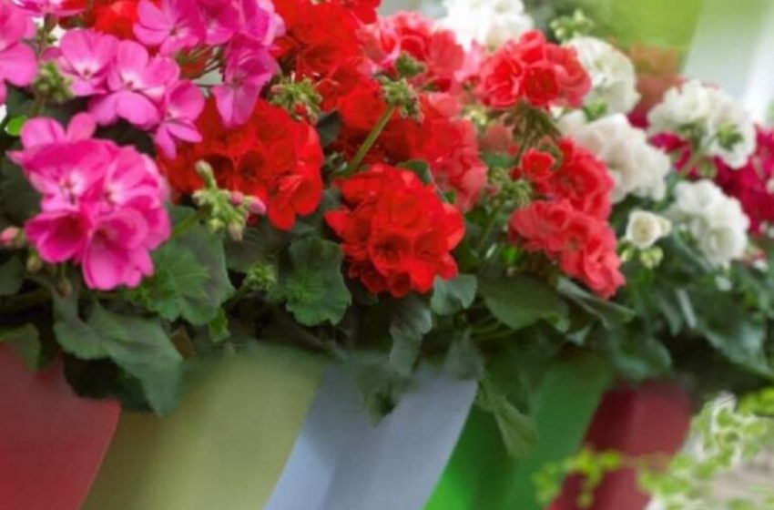 Cum să faci să umpli muscatele cu flori și încă 4 sfaturi utile pentru ...