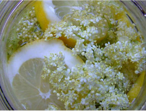 Sirop si limonada din flori de soc: trateaza raceala, tusea, pneumonia ...