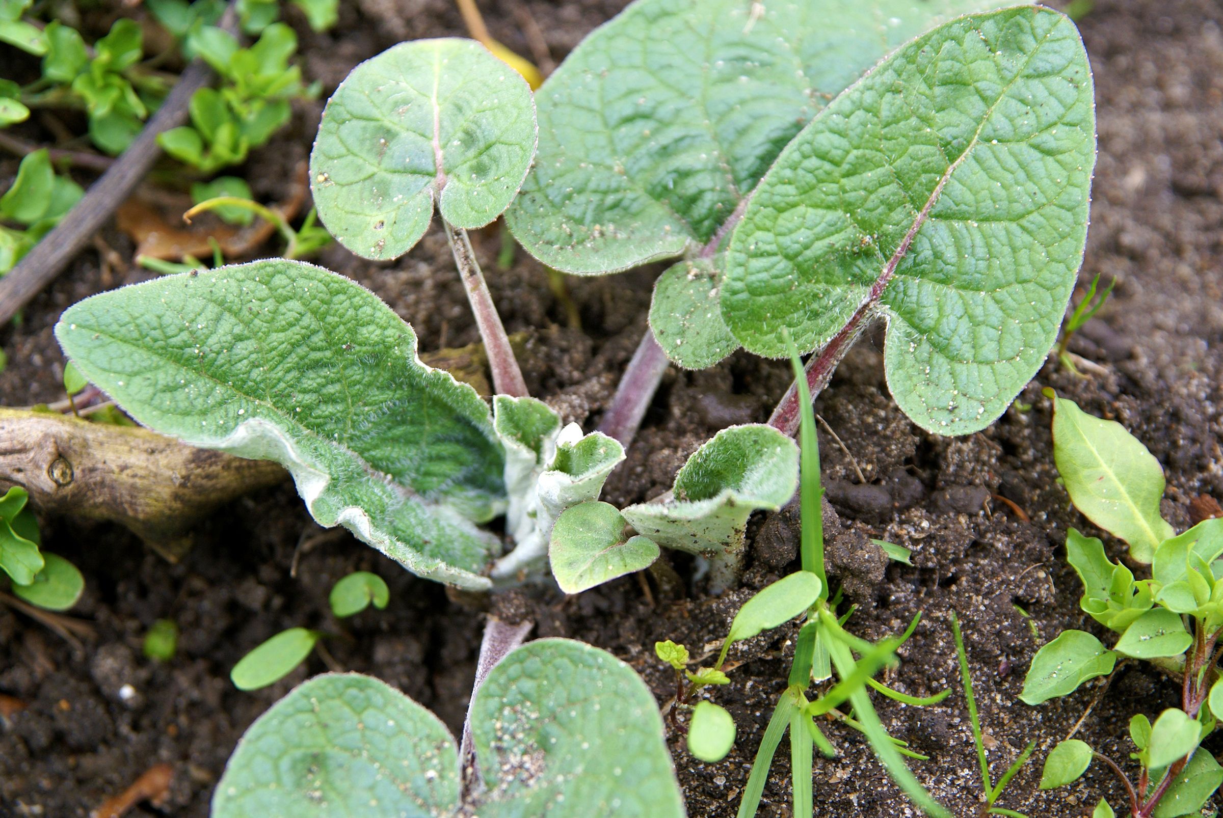 Discopatia cervicala se vindeca cu frunza de brusture.Acest tratament ...